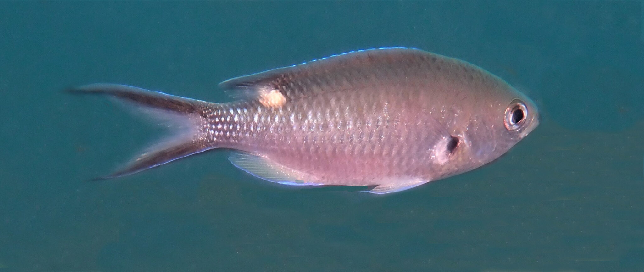Scissortail Chromis | Mexican Fish.com
