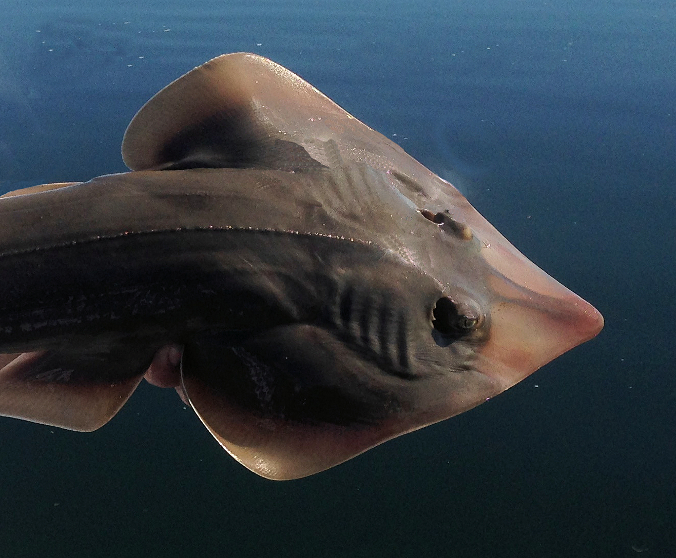 Shovelnose Guitarfish | Mexican Fish.com