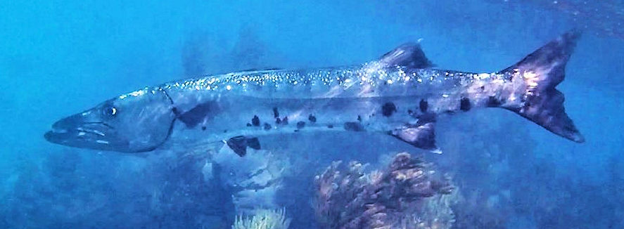 Barracuda Family Photographs, and Information – Sphyraenidae | Mexican ...