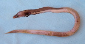 Conger Eel Family Photographs, and Information – Congridae | Mexican ...