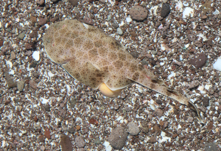 Pacific Angel Shark | Mexican Fish.com