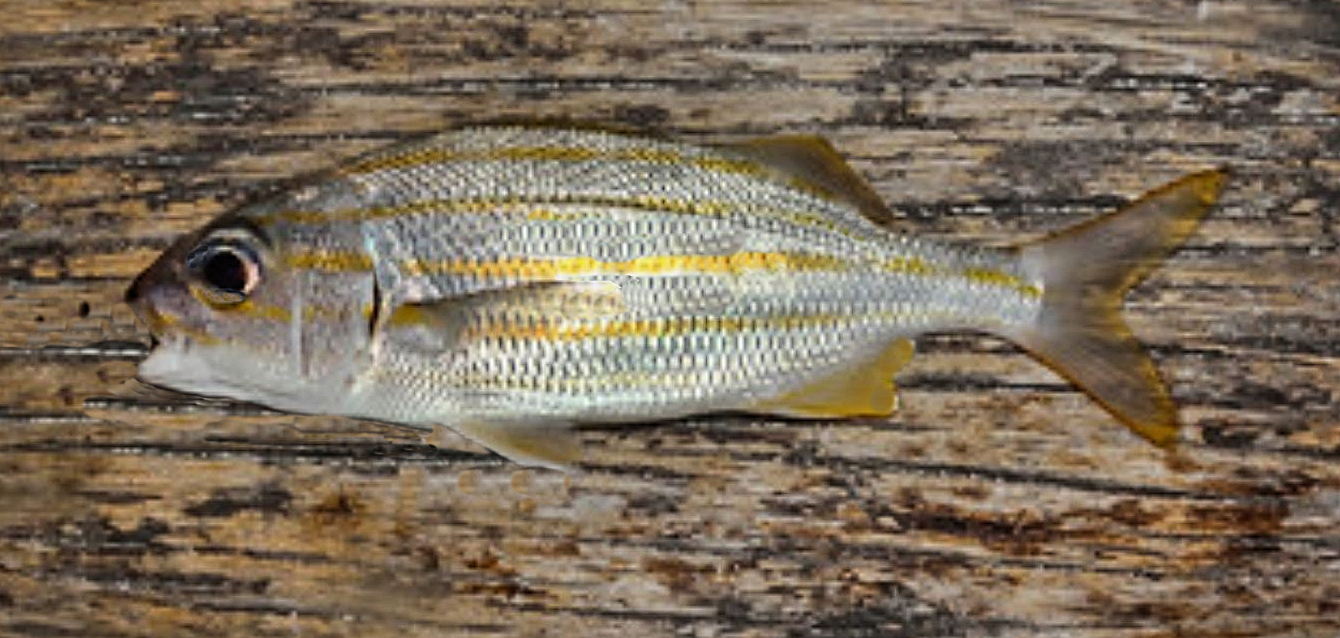 Smallmouth Grunt | Mexican Fish.com