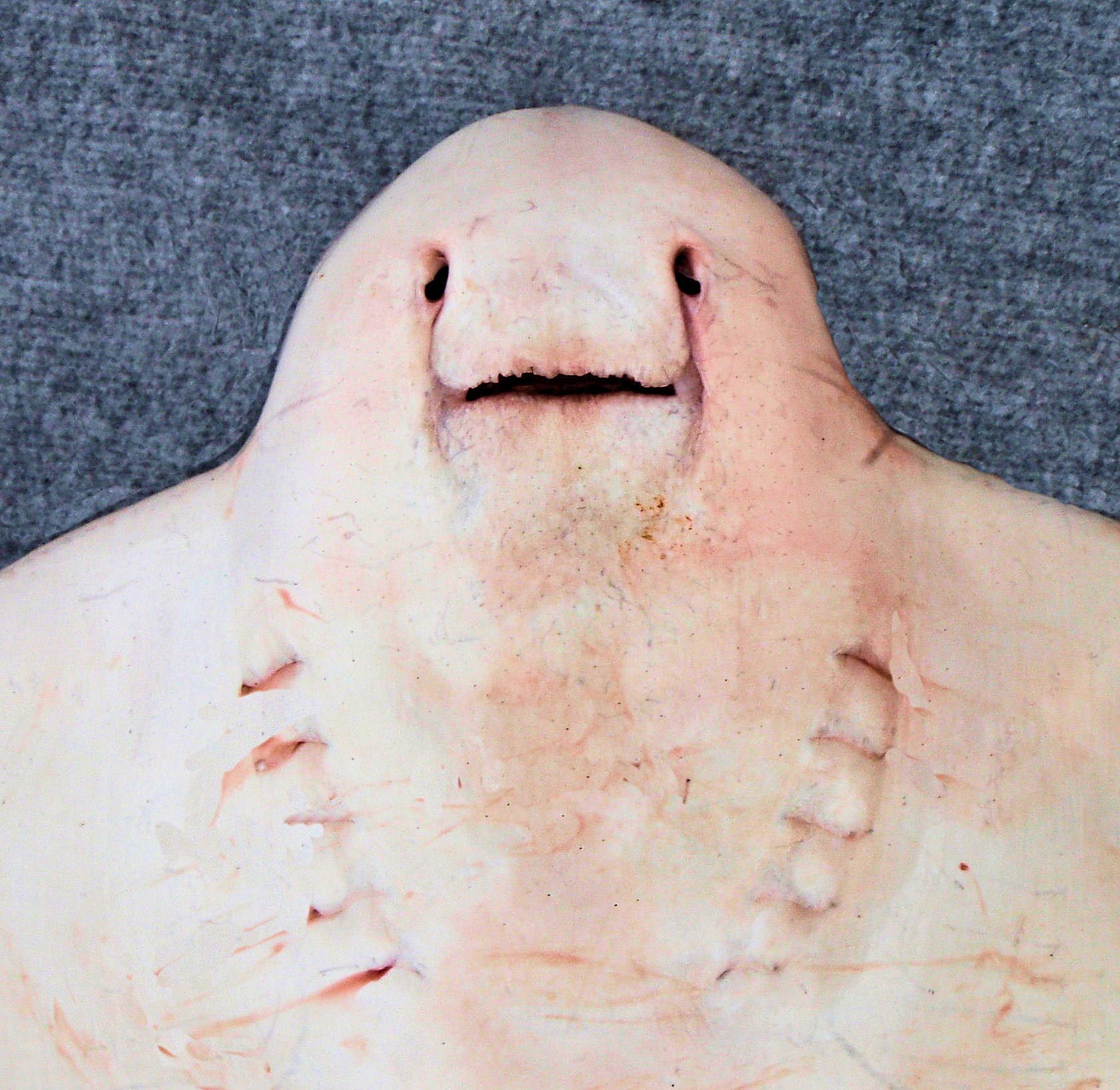 Longnose Eagle Ray | Mexican Fish.com