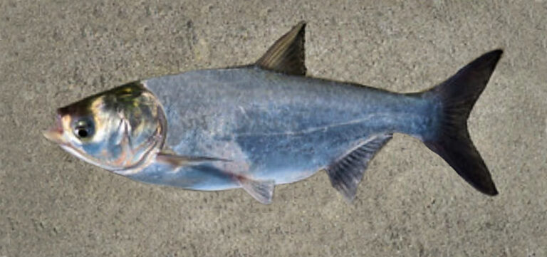 Silver Carp | Mexican Fish.com