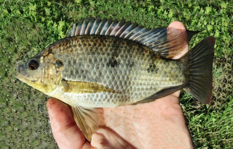 Blue Tilapia | Mexican Fish.com