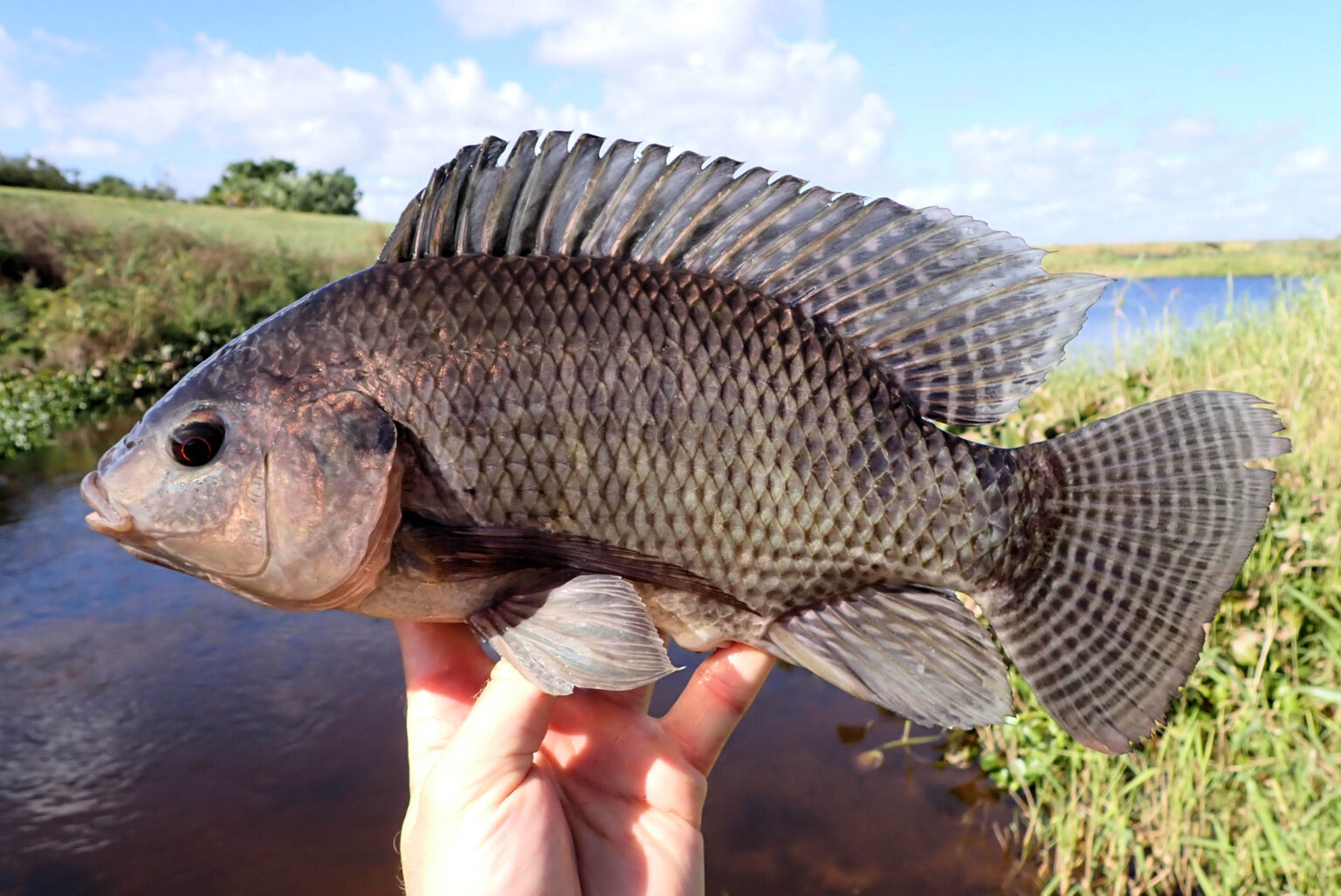 Nile Tilapia | Mexican Fish.com