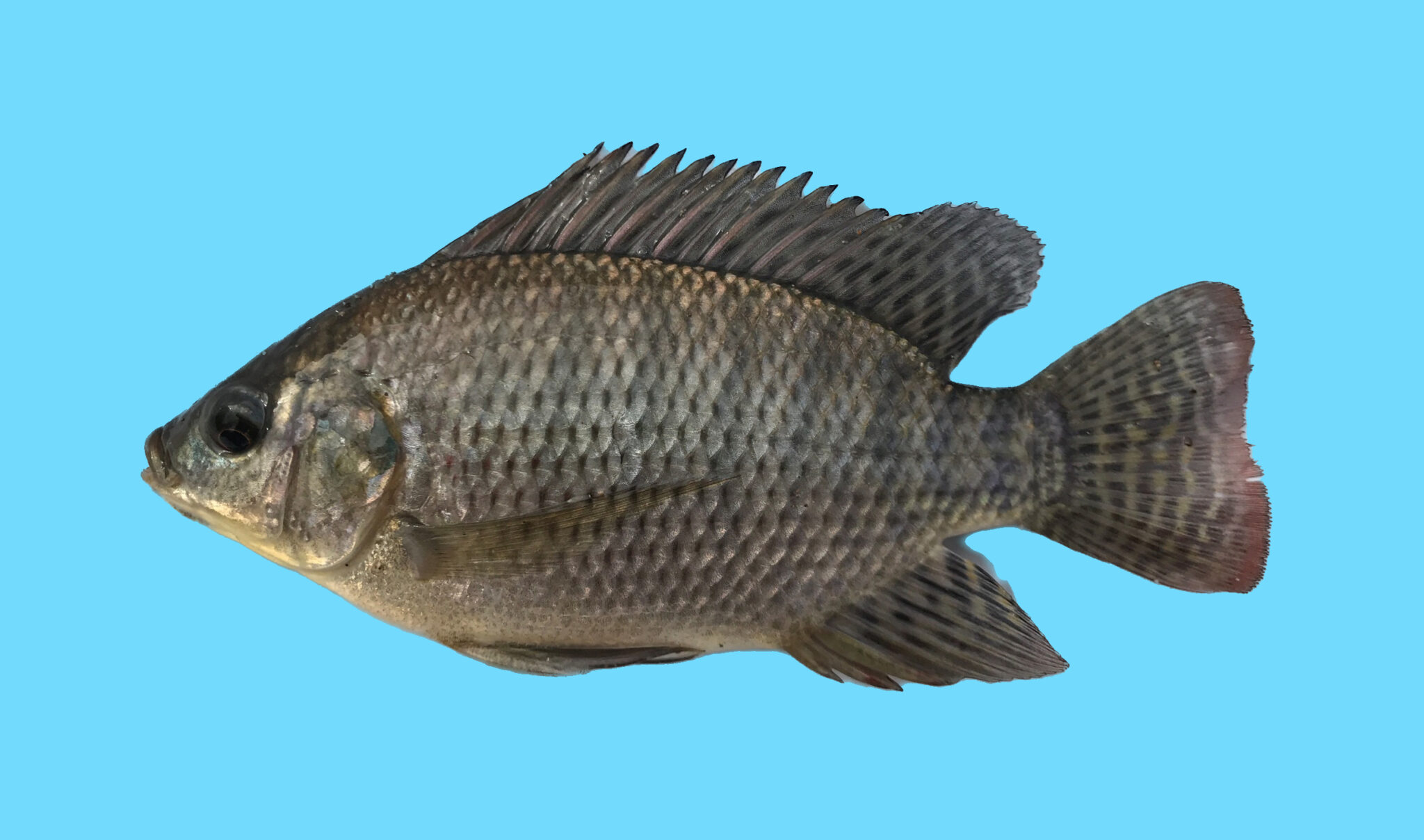 Nile Tilapia | Mexican Fish.com