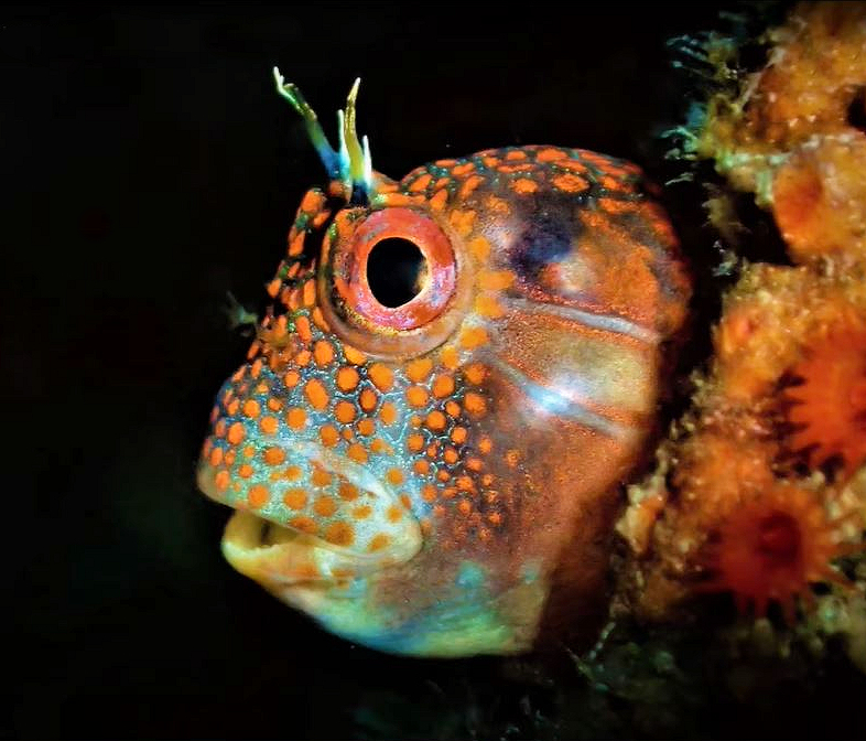 Combtooth Blenny Family Photographs, and Information – Blenniidae ...