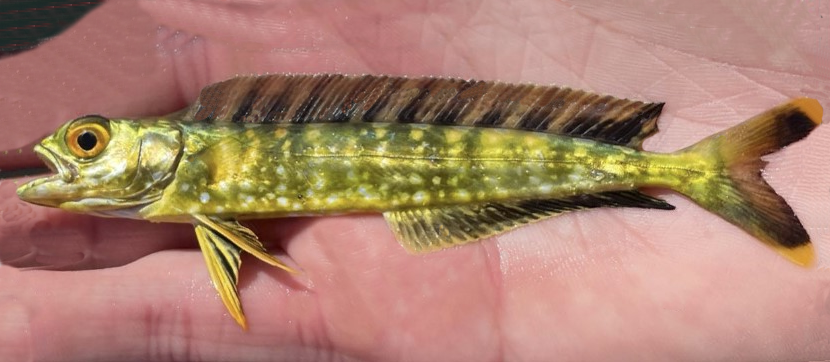 Dorado | Mexican Fish.com