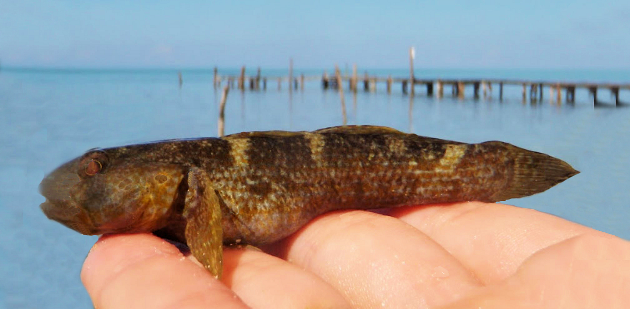 Frillfin Goby | Mexican Fish.com