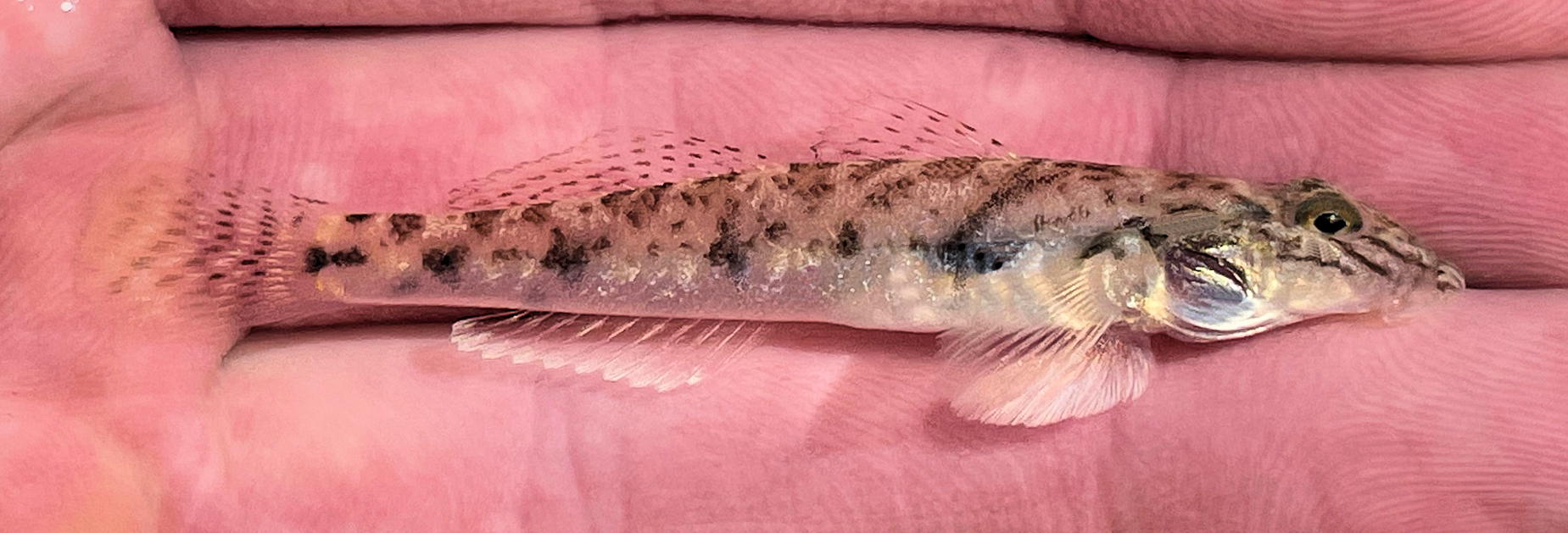 River Goby | Mexican Fish.com