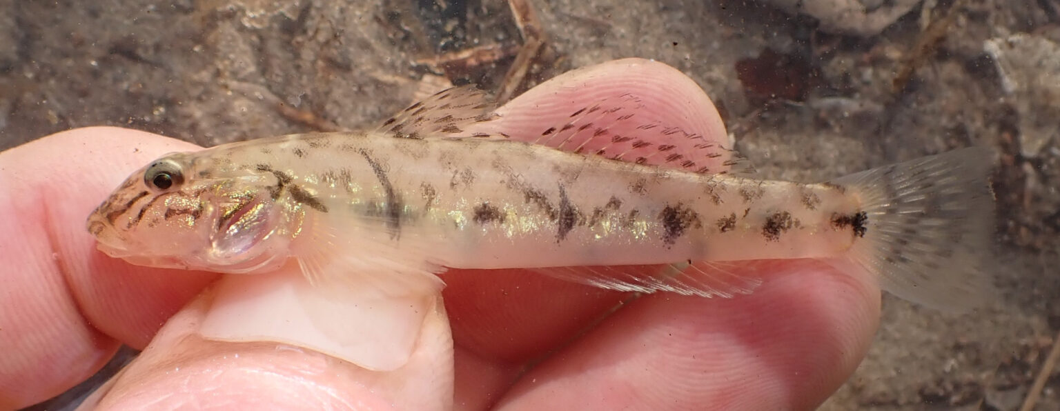 River Goby | Mexican Fish.com