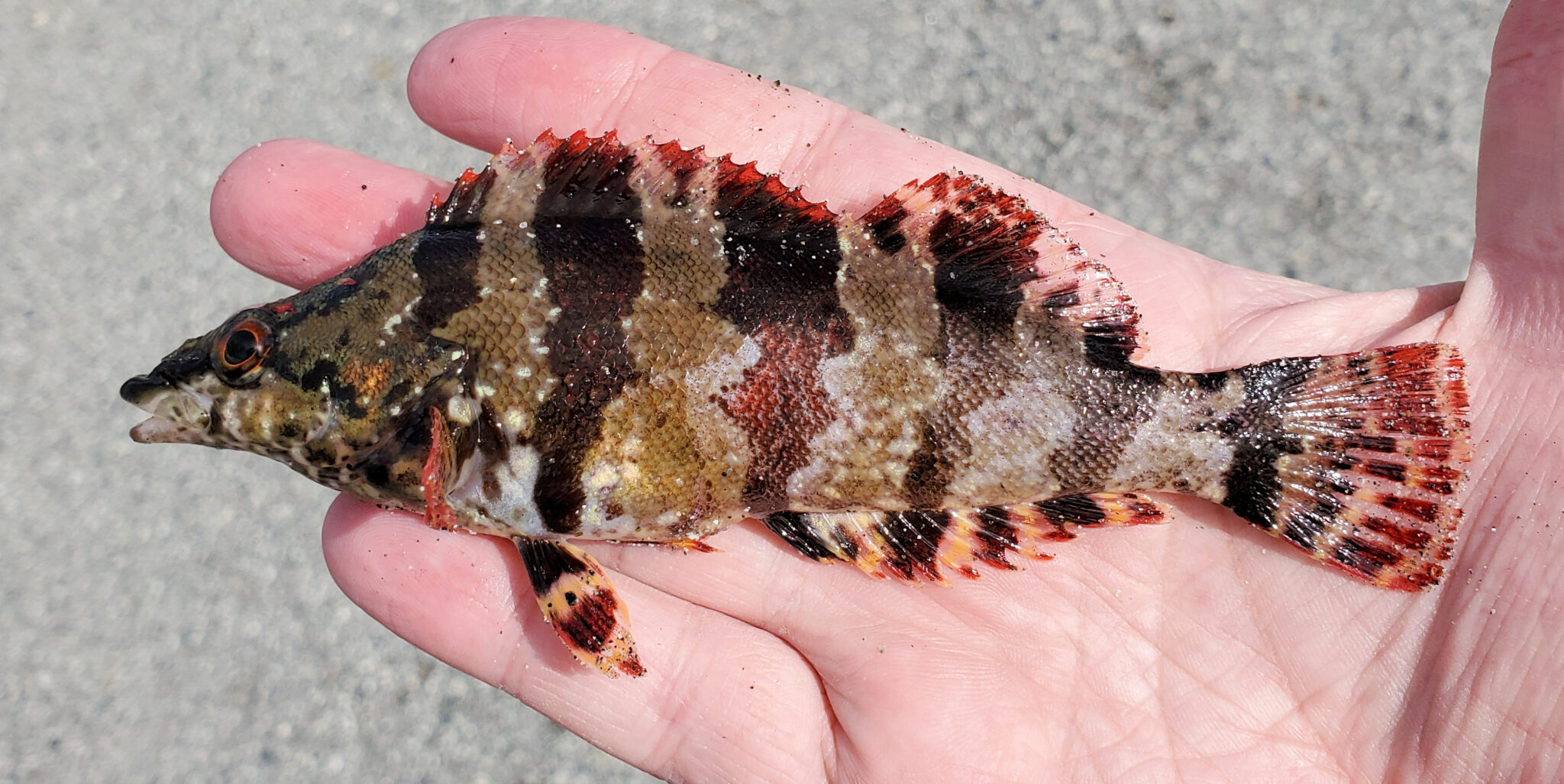 Painted Greenling | Mexican Fish.com