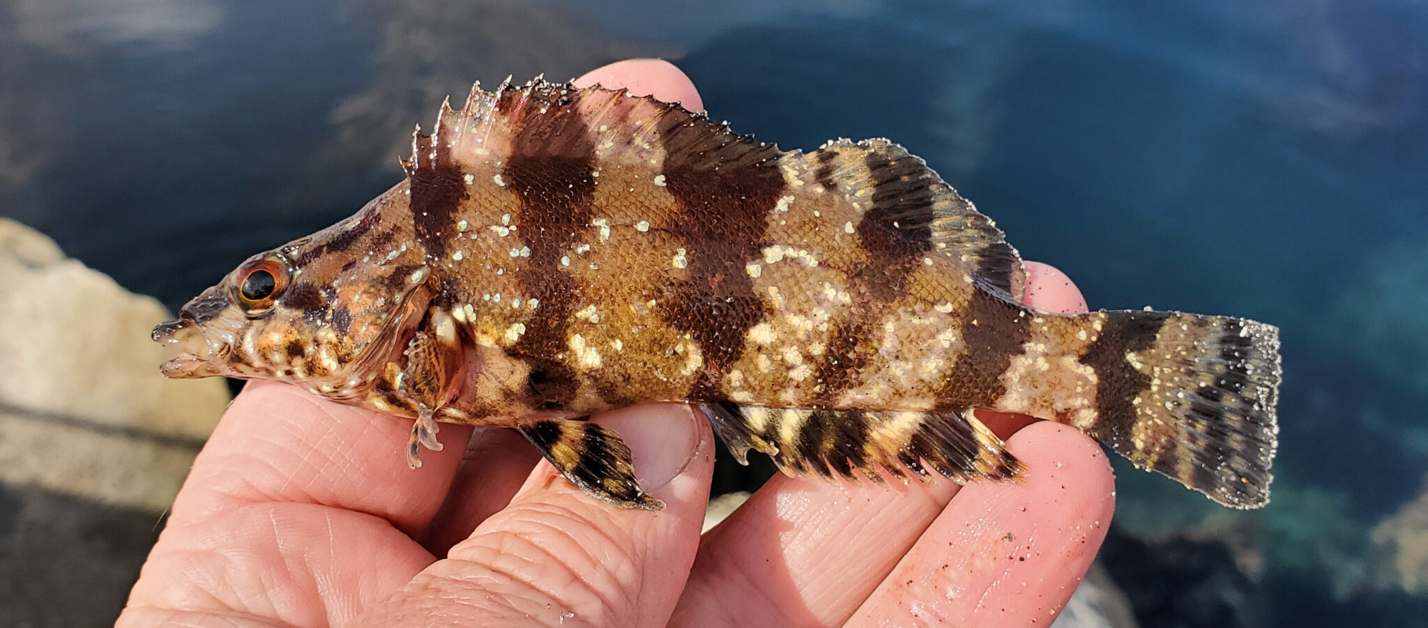 Painted Greenling | Mexican Fish.com