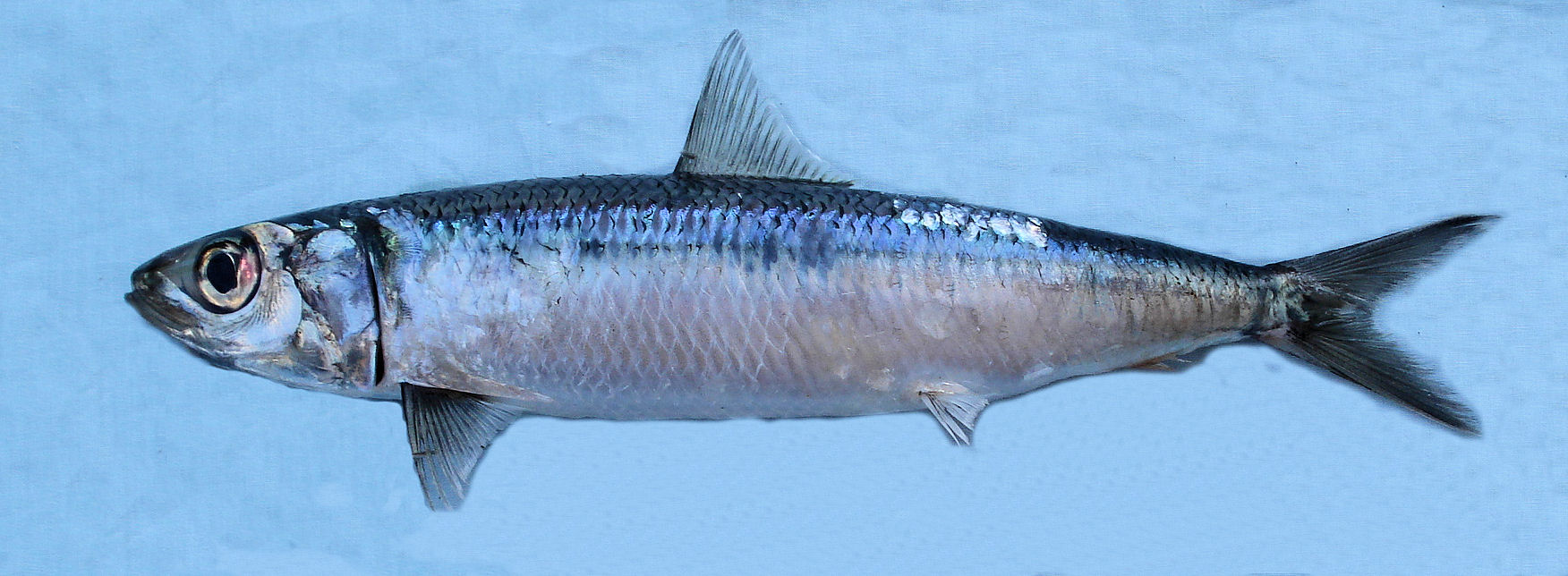 Round Herring | Mexican Fish.com