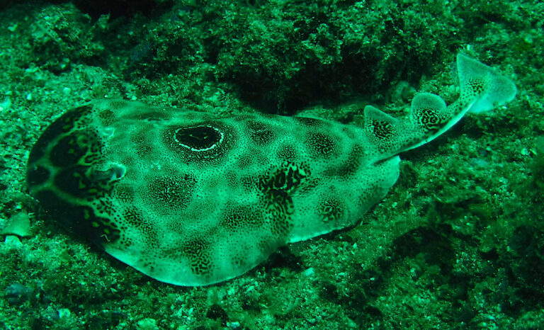 Bullseye Electric Ray | Mexican Fish.com
