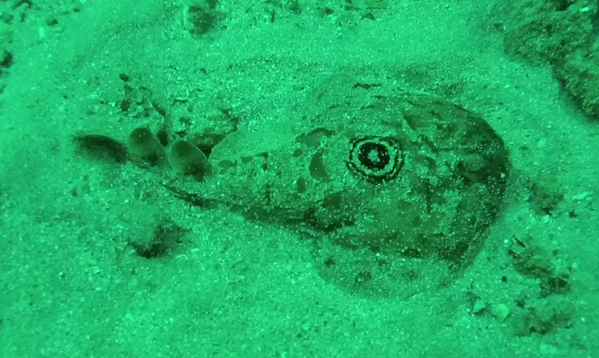 Bullseye Electric Ray | Mexican Fish.com