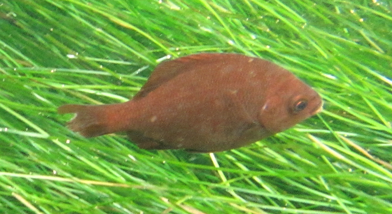 Black Perch | Mexican Fish.com