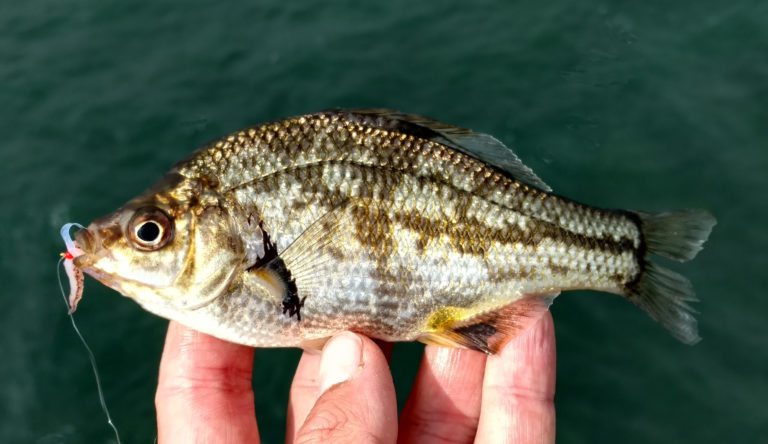 Surfperch Family Photographs, and Information – Embiotocidae | Mexican ...