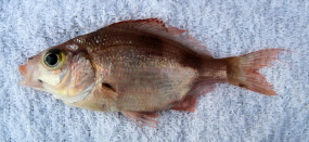 Surfperch Family Photographs, and Information – Embiotocidae | Mexican ...