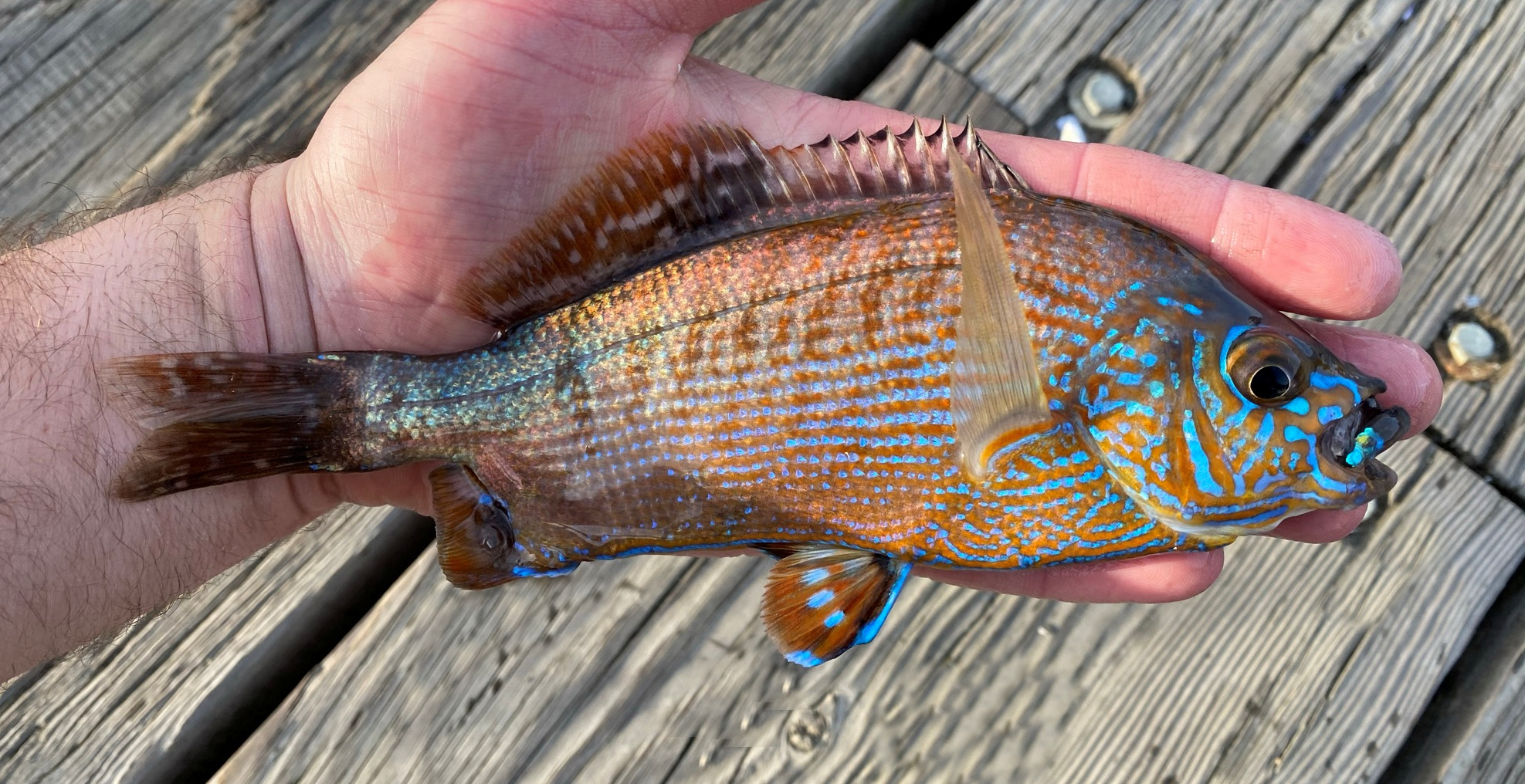 Rainbow Seaperch | Mexican Fish.com