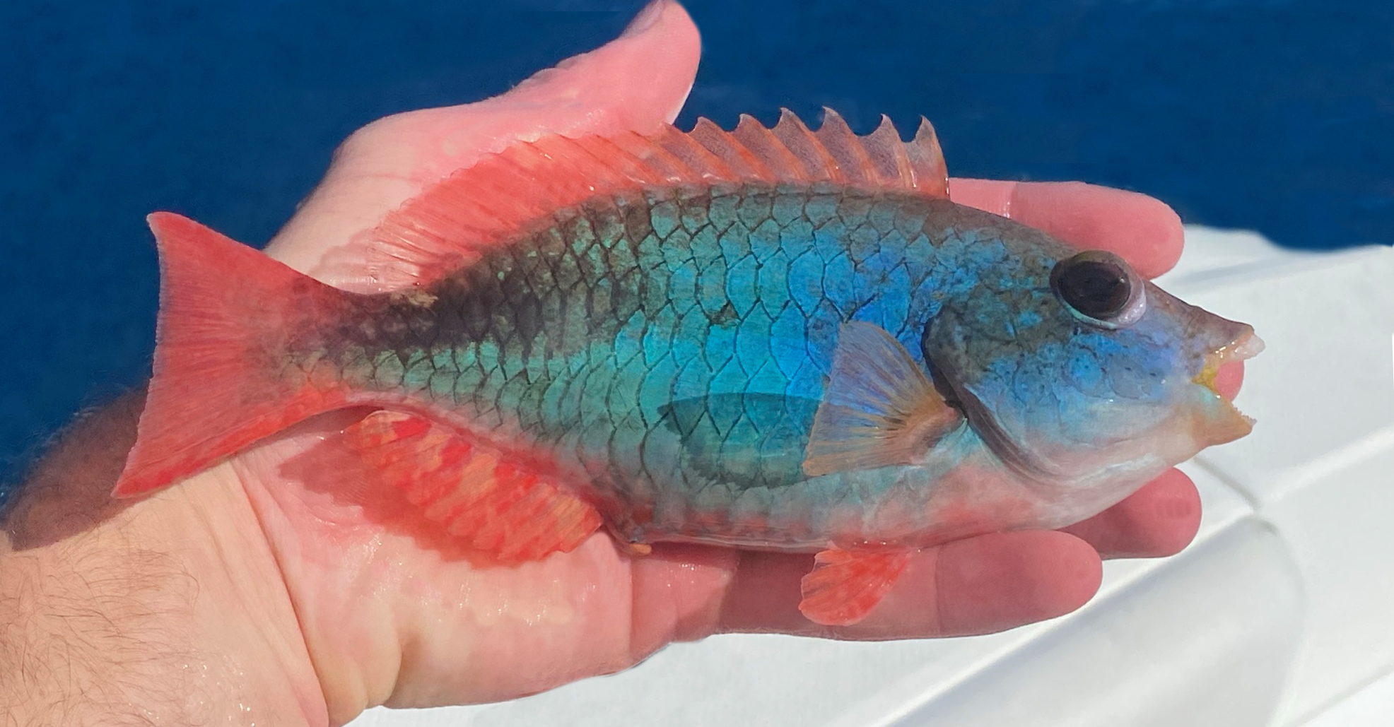 Redband Parrotfish | Mexican Fish.com