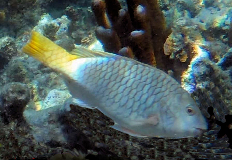 Yellowtail Parrotfish | Mexican Fish.com
