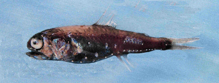 Lanternfish Family Photographs, and Information – Myctophidae | Mexican ...