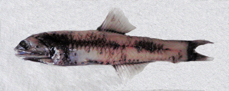Lanternfish Family Photographs, and Information – Myctophidae | Mexican ...