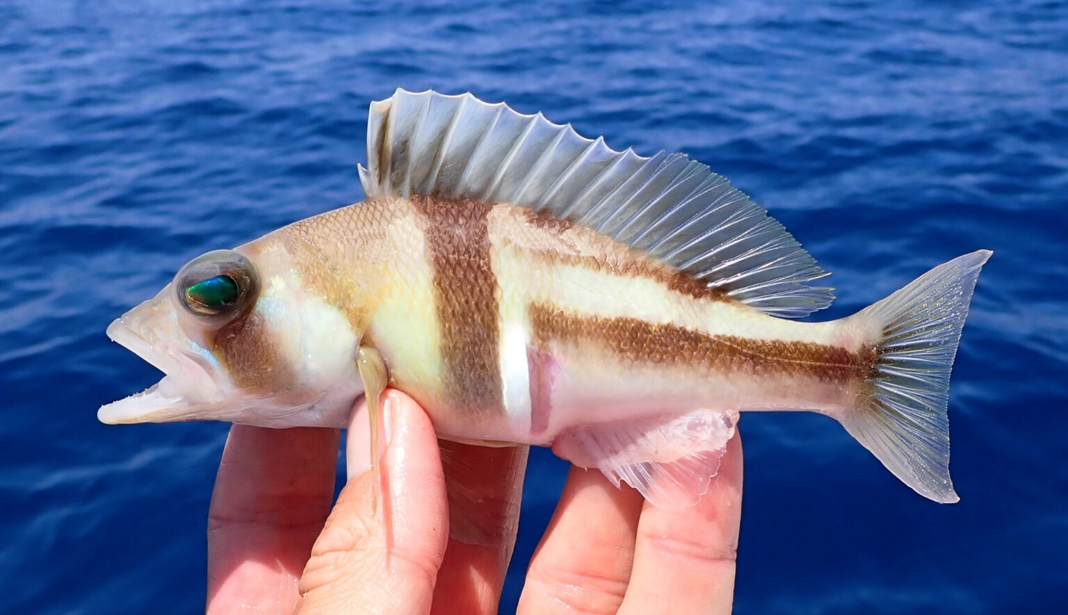 Tattler | Mexican Fish.com