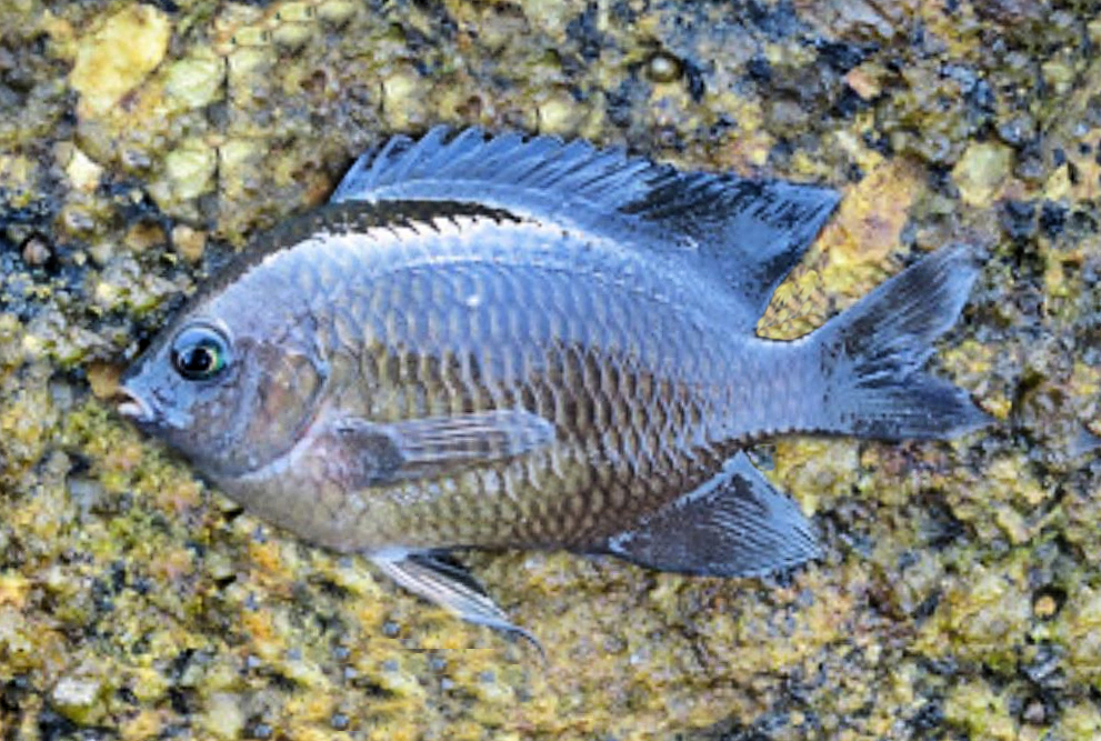 Threespot Damselfish | Mexican Fish.com