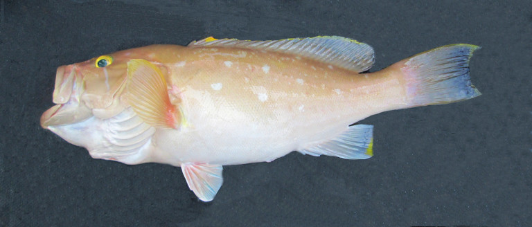 Grouper Family Photographs, and Information – Epinephelidae | Mexican ...