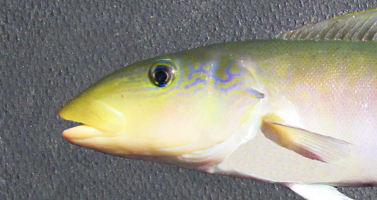 Sand Tilefish | Mexican Fish.com