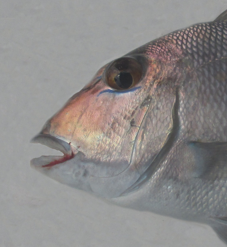 Jolthead Porgy | Mexican Fish.com