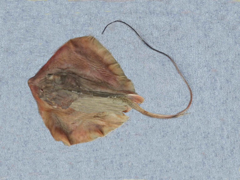 Longtail Stingray | Mexican Fish.com