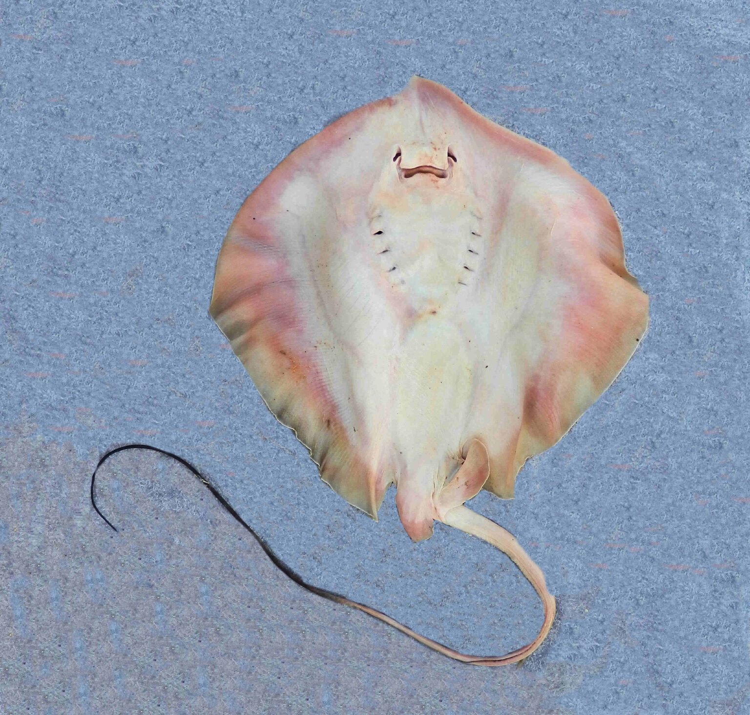 Longtail Stingray | Mexican Fish.com