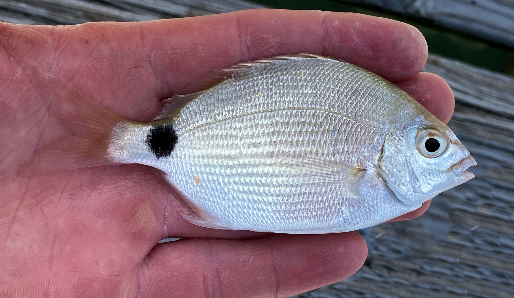 Silver Porgy | Mexican Fish.com
