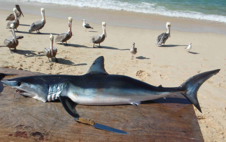 Shortfin Mako | Mexican Fish.com