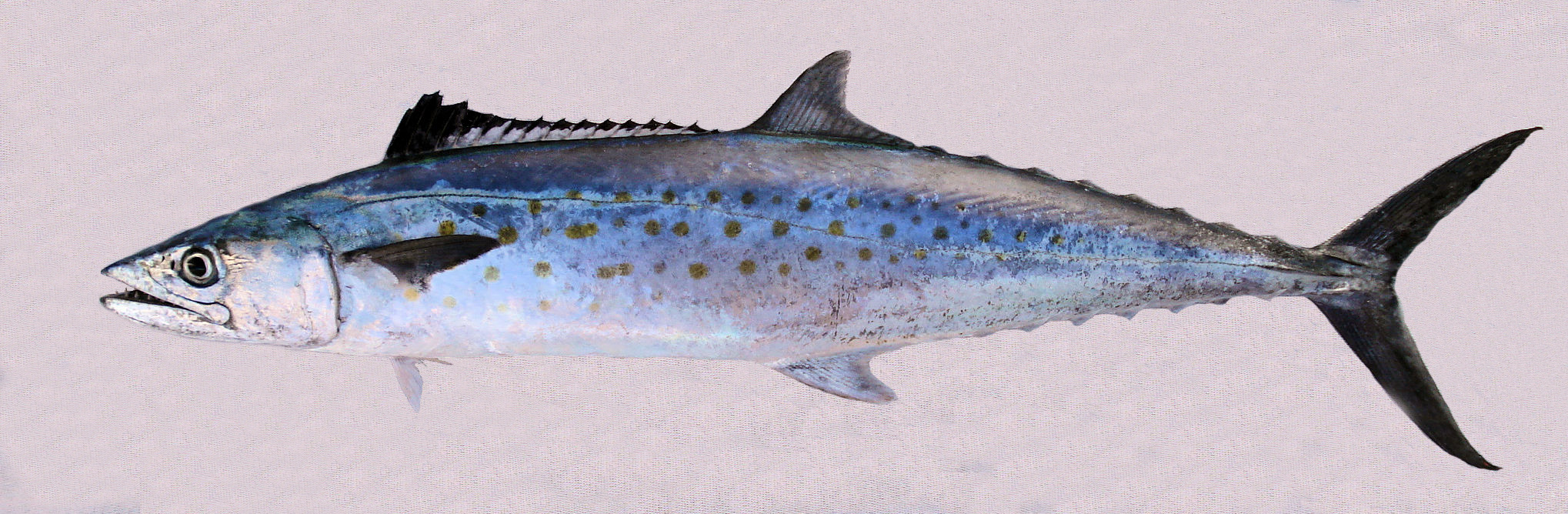 Pacific Sierra | Mexican Fish.com