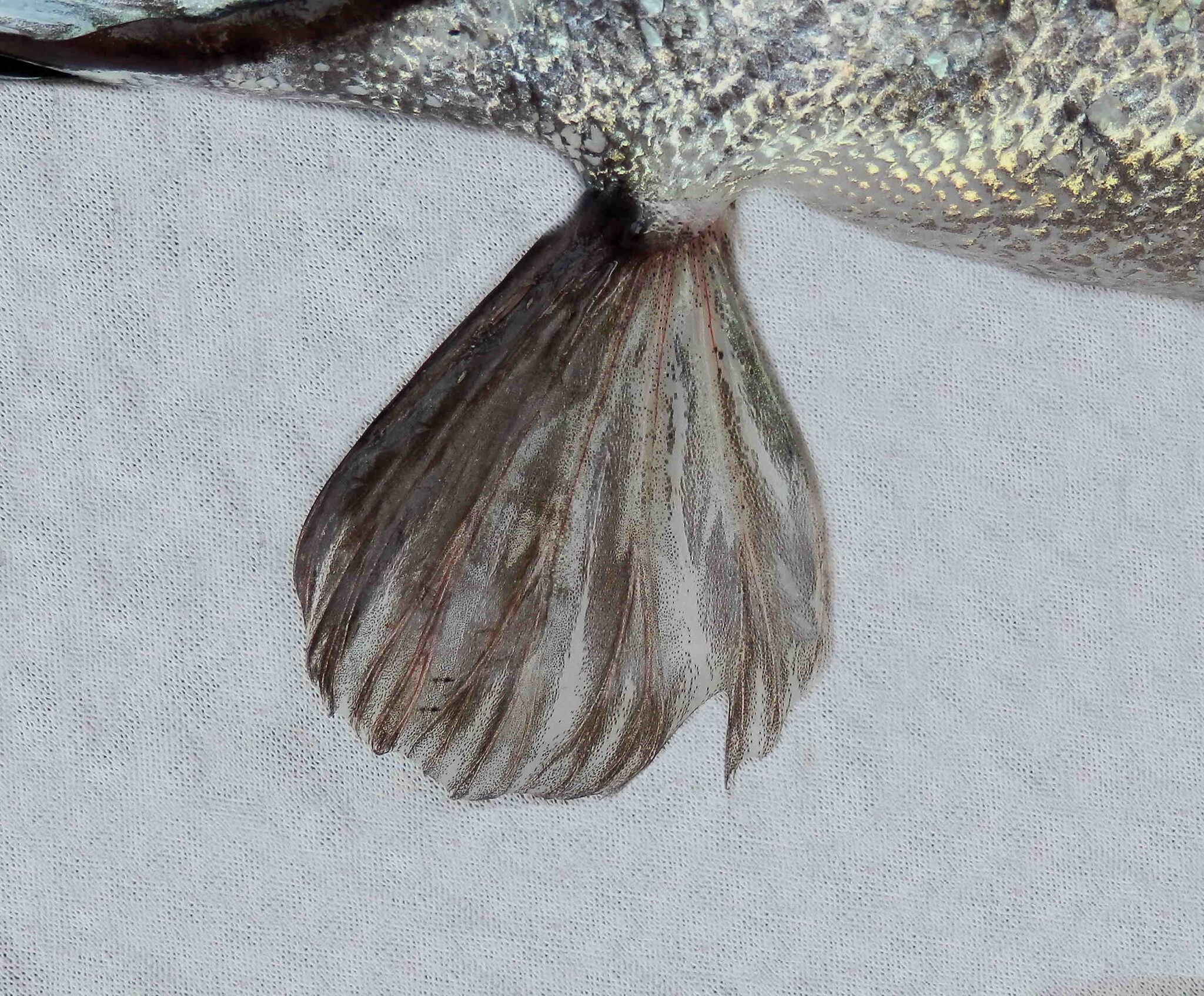 Pacific Hake | Mexican Fish.com