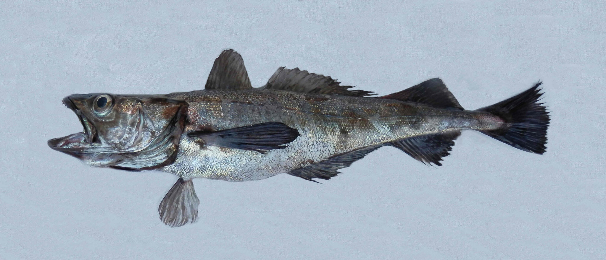 Pacific Hake | Mexican Fish.com