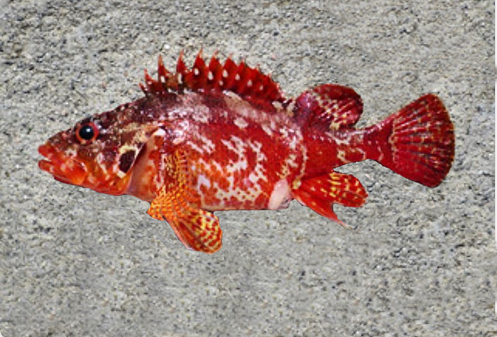 Rainbow Scorpionfish | Mexican Fish.com
