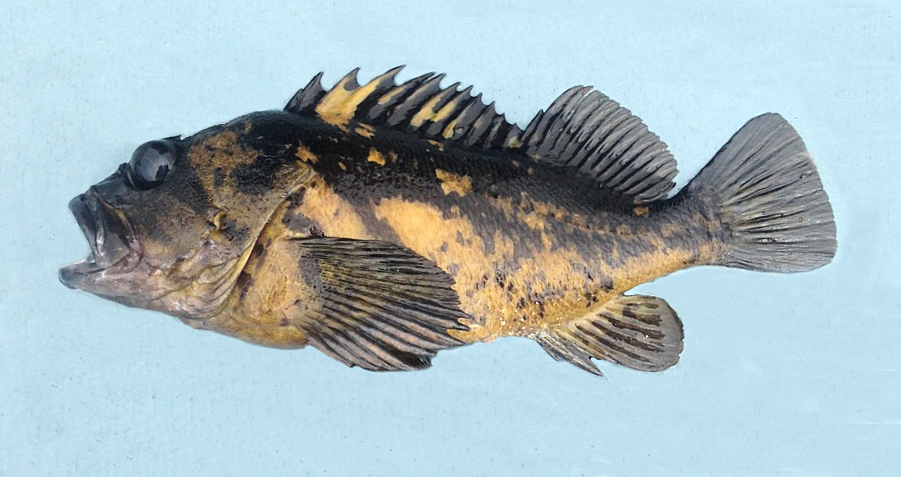 Black-and-yellow Rockfish | Mexican Fish.com