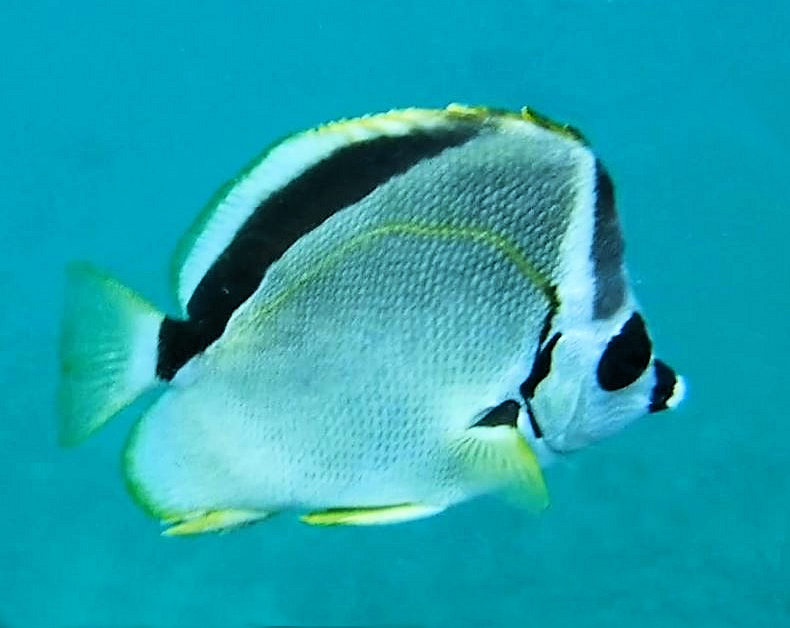Barberfish | Mexican Fish.com