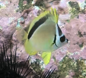 Barberfish | Mexican Fish.com
