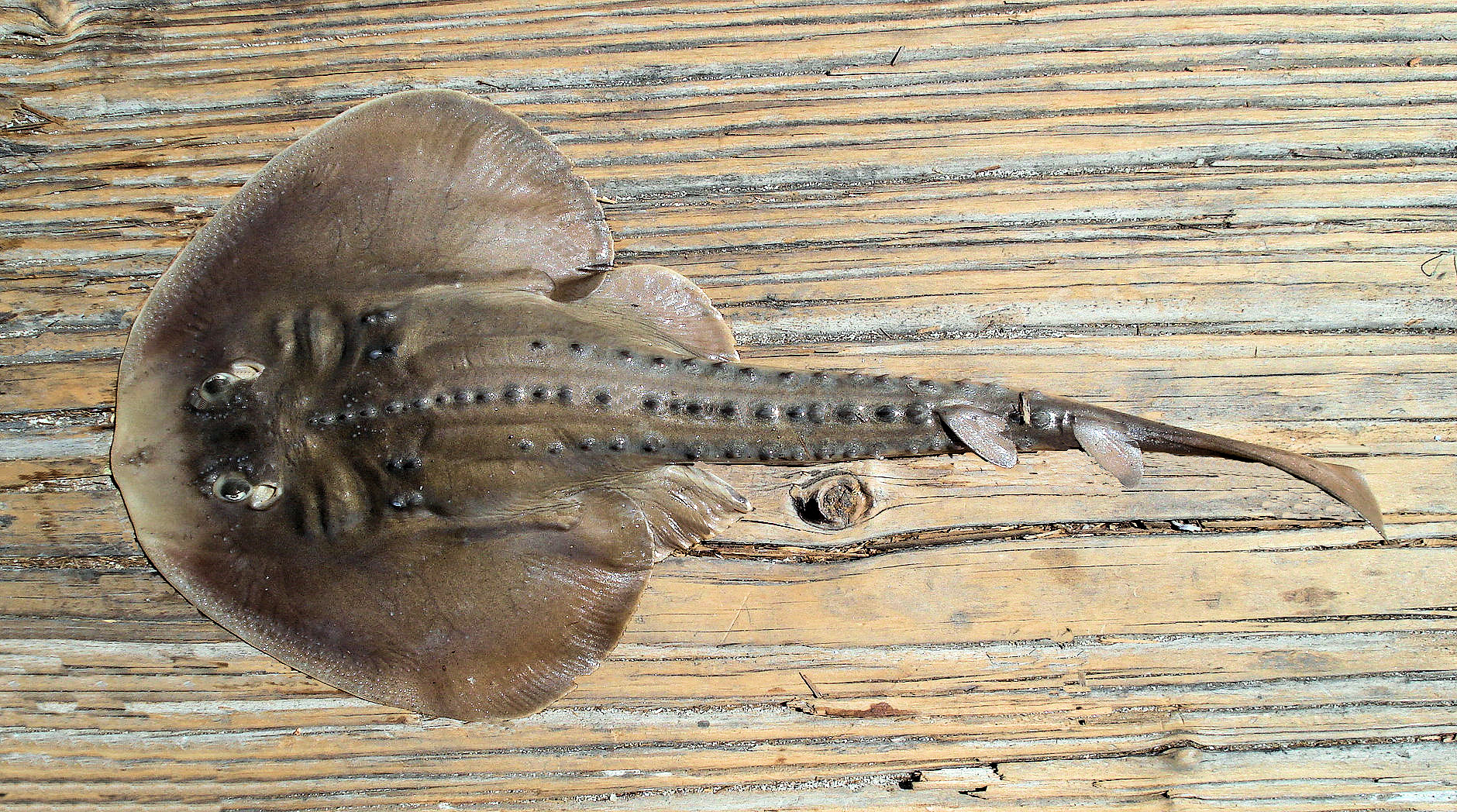 Thornback | Mexican Fish.com