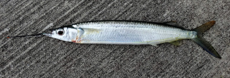Halfbeak Family Photographs, and Information – Hemiramphidae | Mexican ...