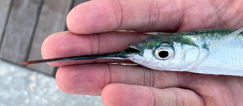 Ballyhoo | Mexican Fish.com