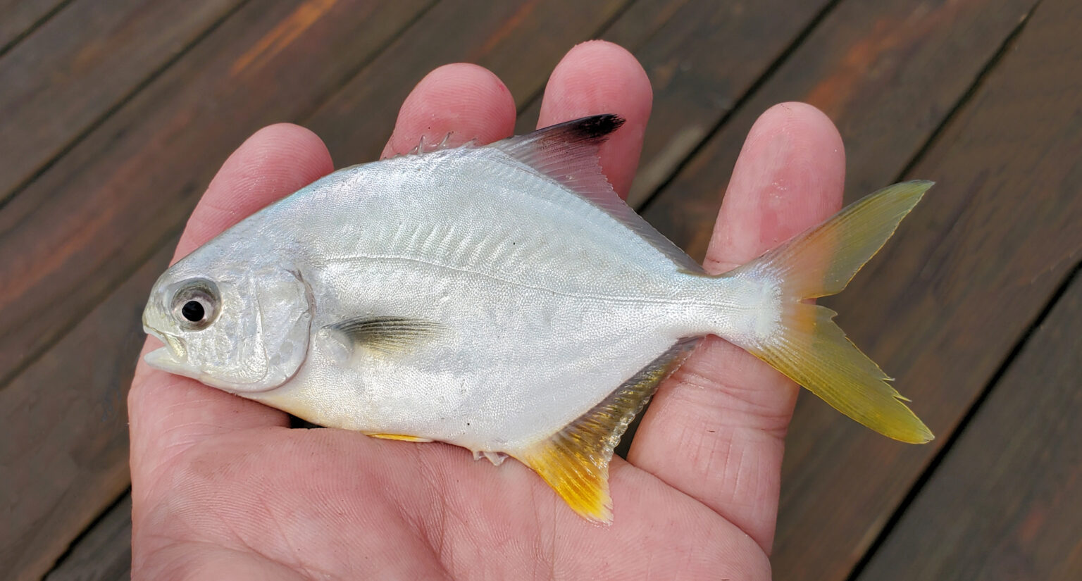 Florida Pompano | Mexican Fish.com