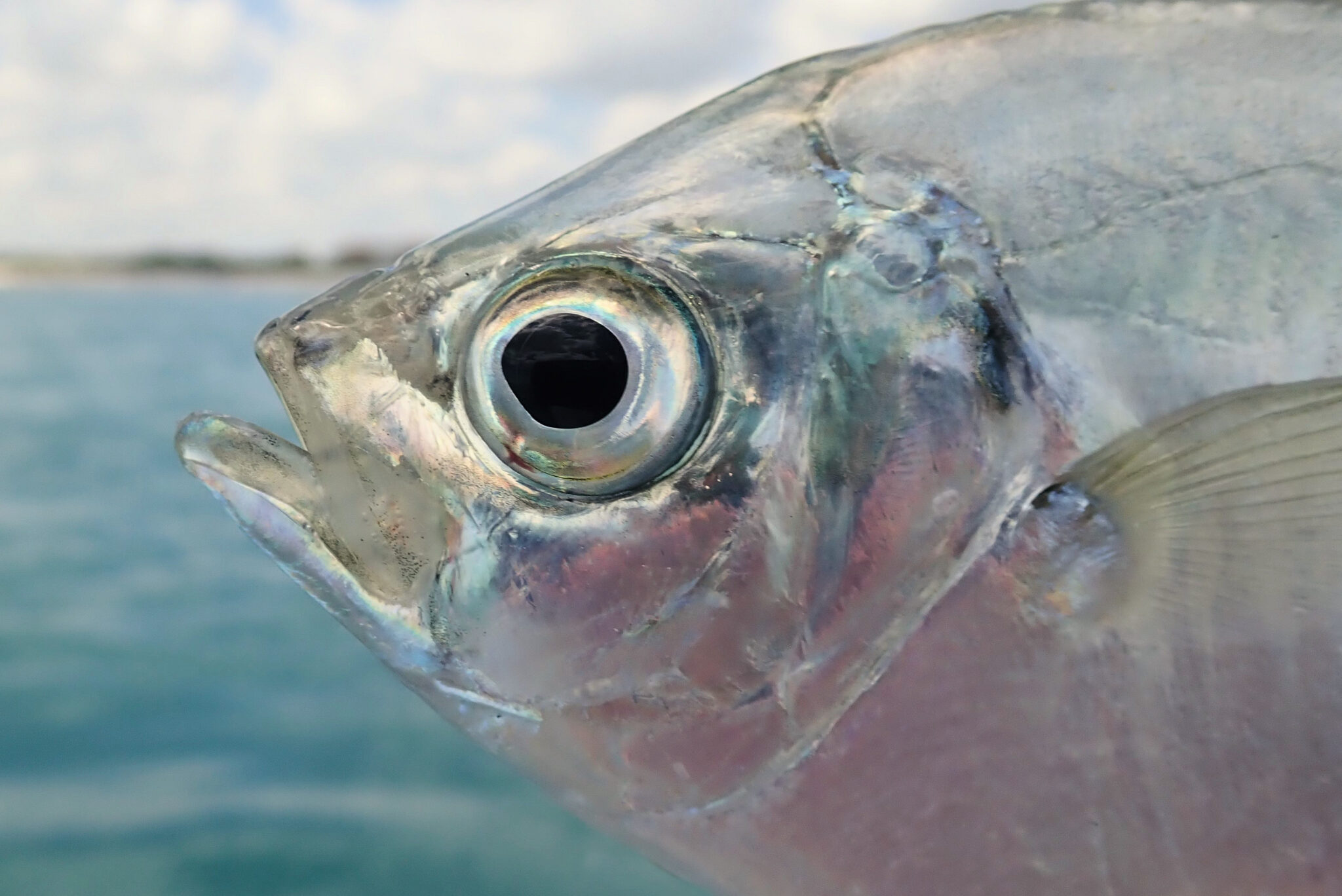Atlantic Bumper | Mexican Fish.com